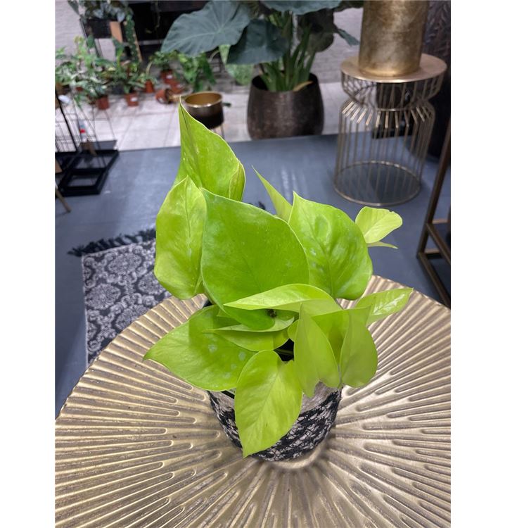 Epipremnum Golden Pothos